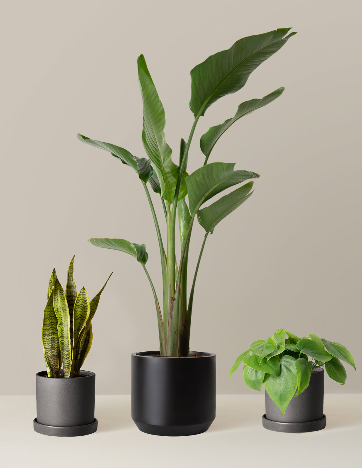 New Digs Plant Trio | Shop Indoor Houseplants & Gifts | The Sill