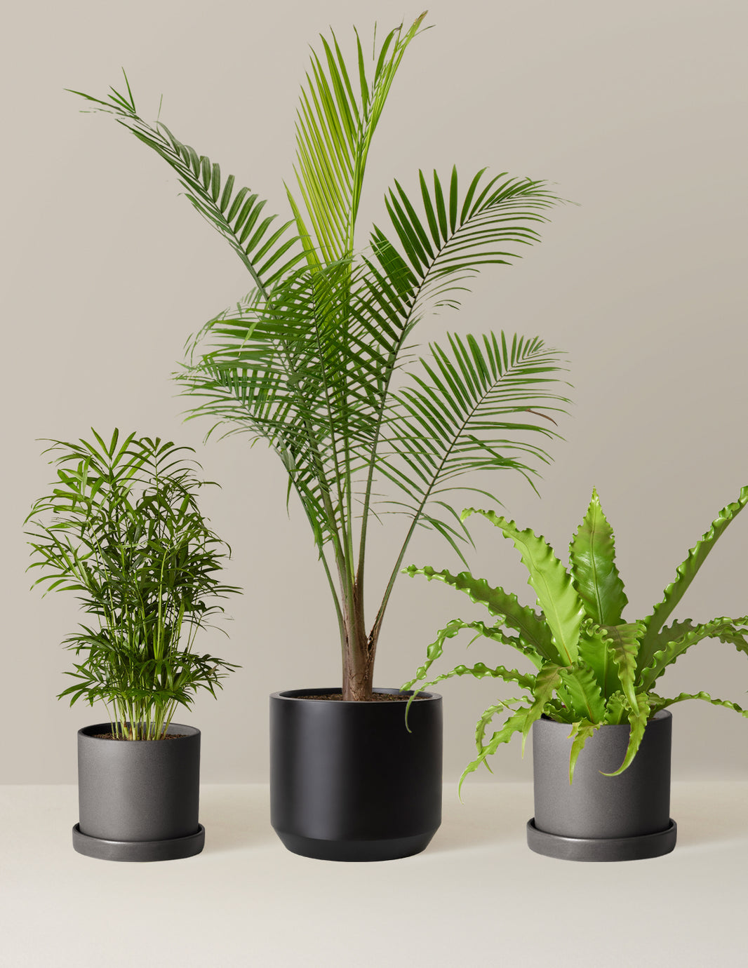 Floor Plants and Large Indoor Plants | Delivered to You | The Sill