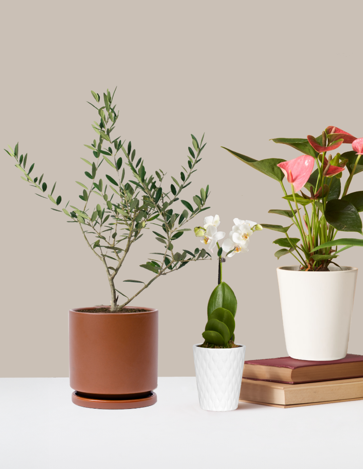 Olive Tree (Olea Europaea) Indoor Houseplant | Unique Plants for ...