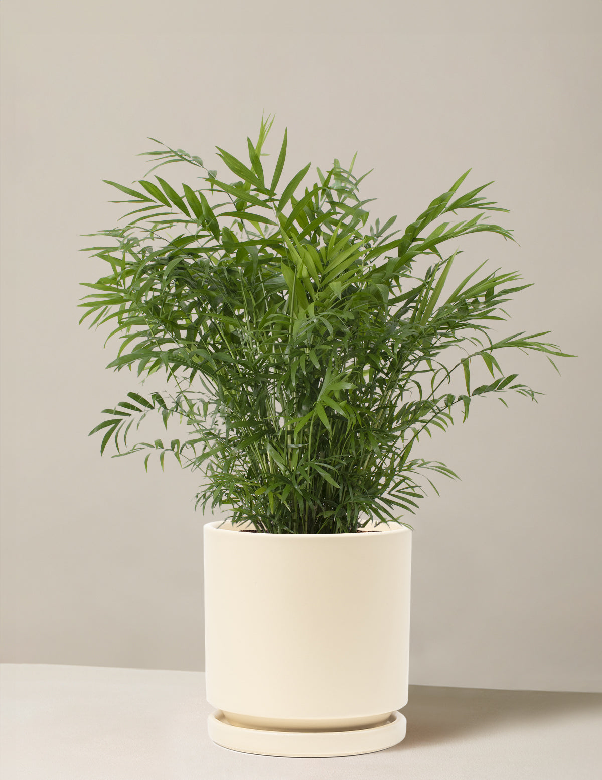 Parlor Palm | Tropical Indoor Plants & Houseplants Delivery | The Sill