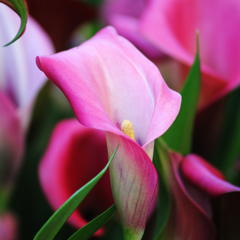 Pasja Calla Lily Bulbs | The Sill