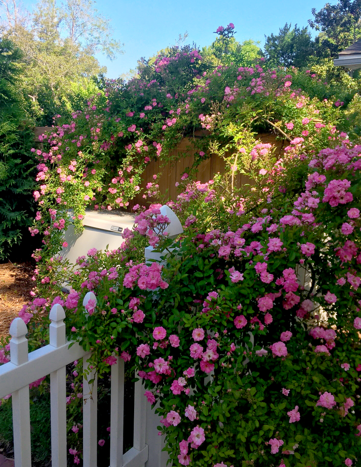 Peggy Martin Climbing Rose | The Sill