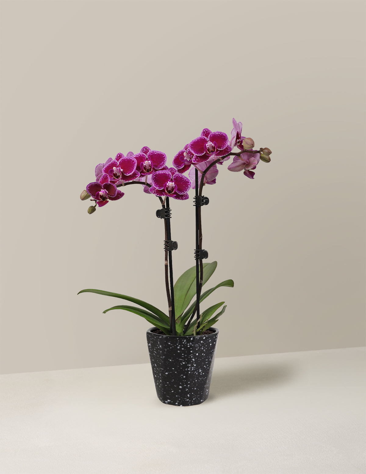 Petite Purple Orchid Blooming Houseplant | Plants for Delivery | The Sill