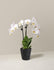 Petite White Orchid Blooming Houseplant | Plants for Delivery | The Sill