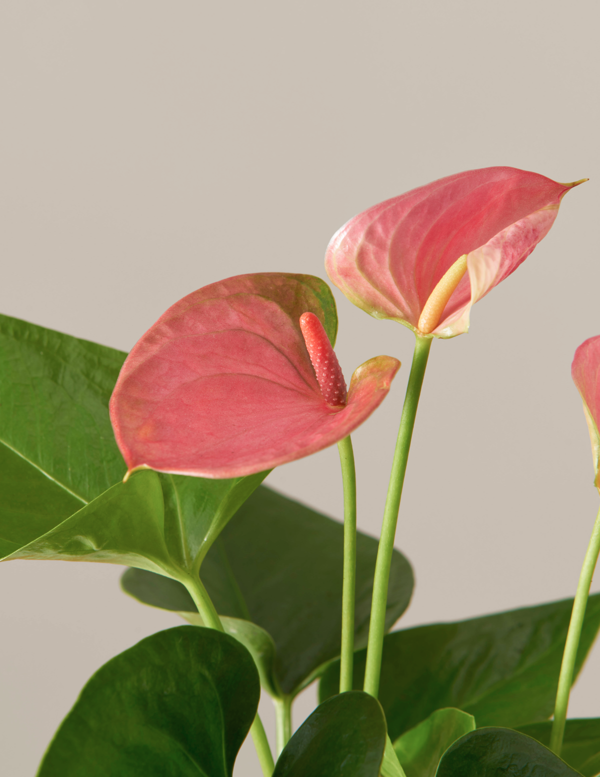 Pink Anthurium | World’s Longest Blooming Houseplant | The Sill