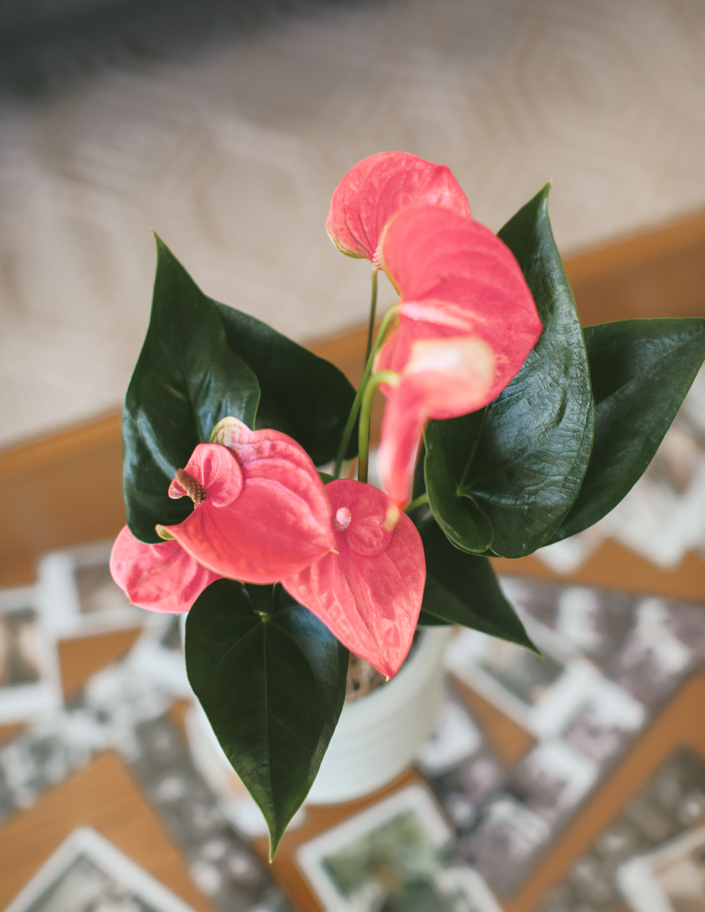 Pink Anthurium | World’s Longest Blooming Houseplant | The Sill