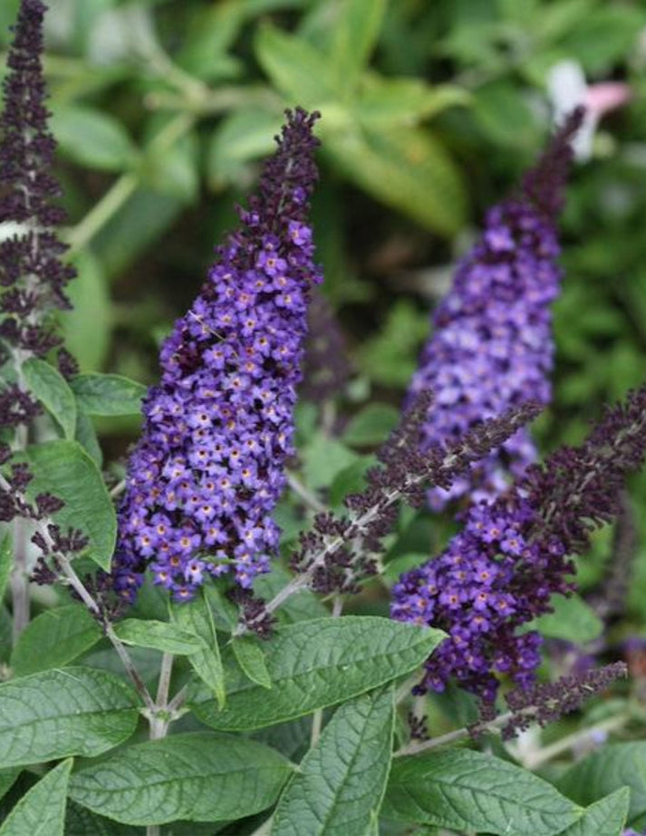 Pugster Blue® Butterfly Bush | The Sill