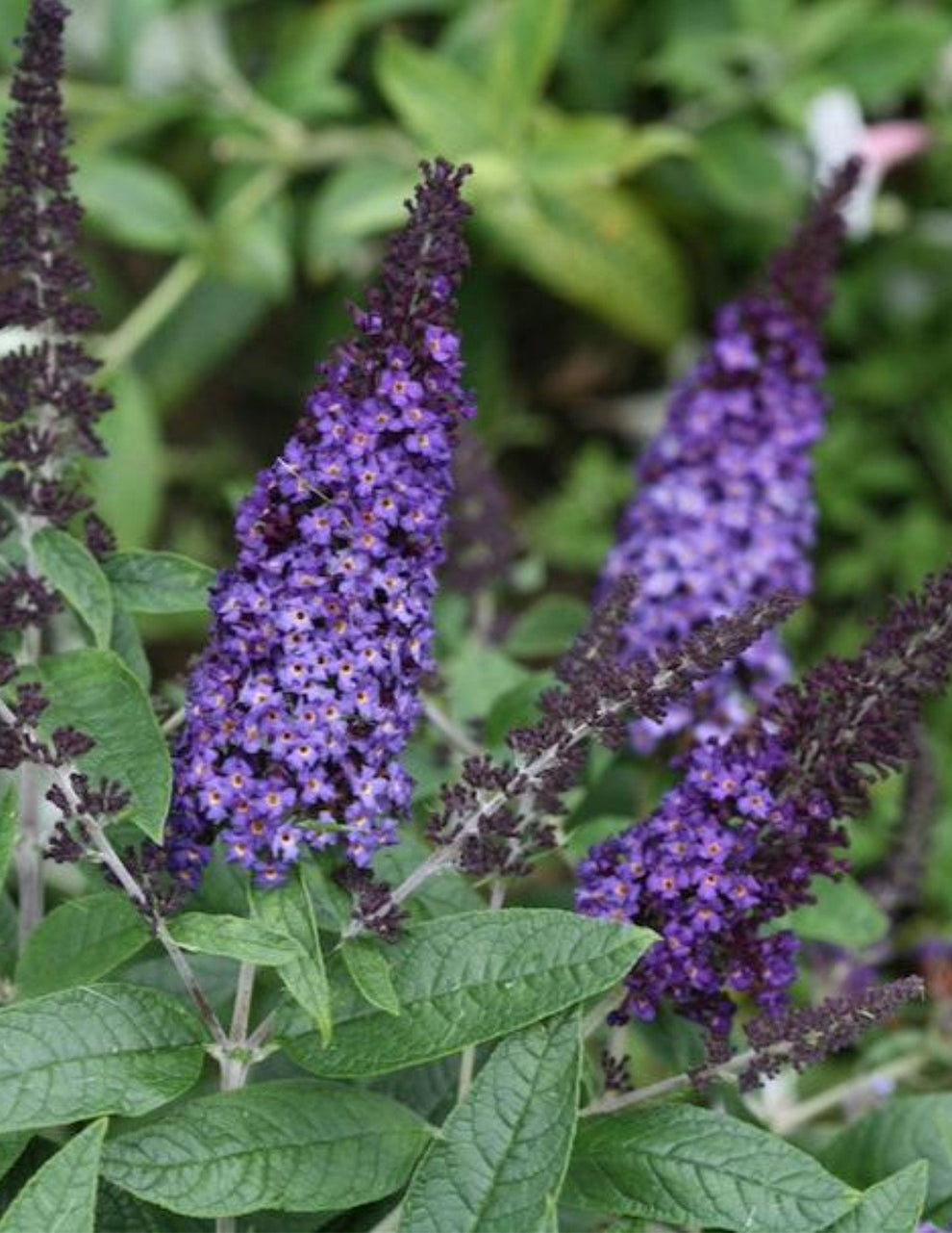 Pugster Blue® Butterfly Bush | The Sill