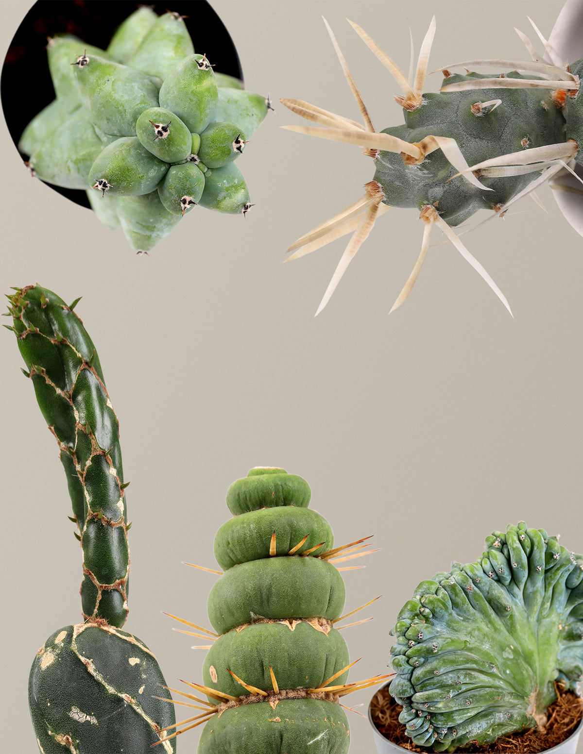 Mini Rare Cactus Bundle | The Sill