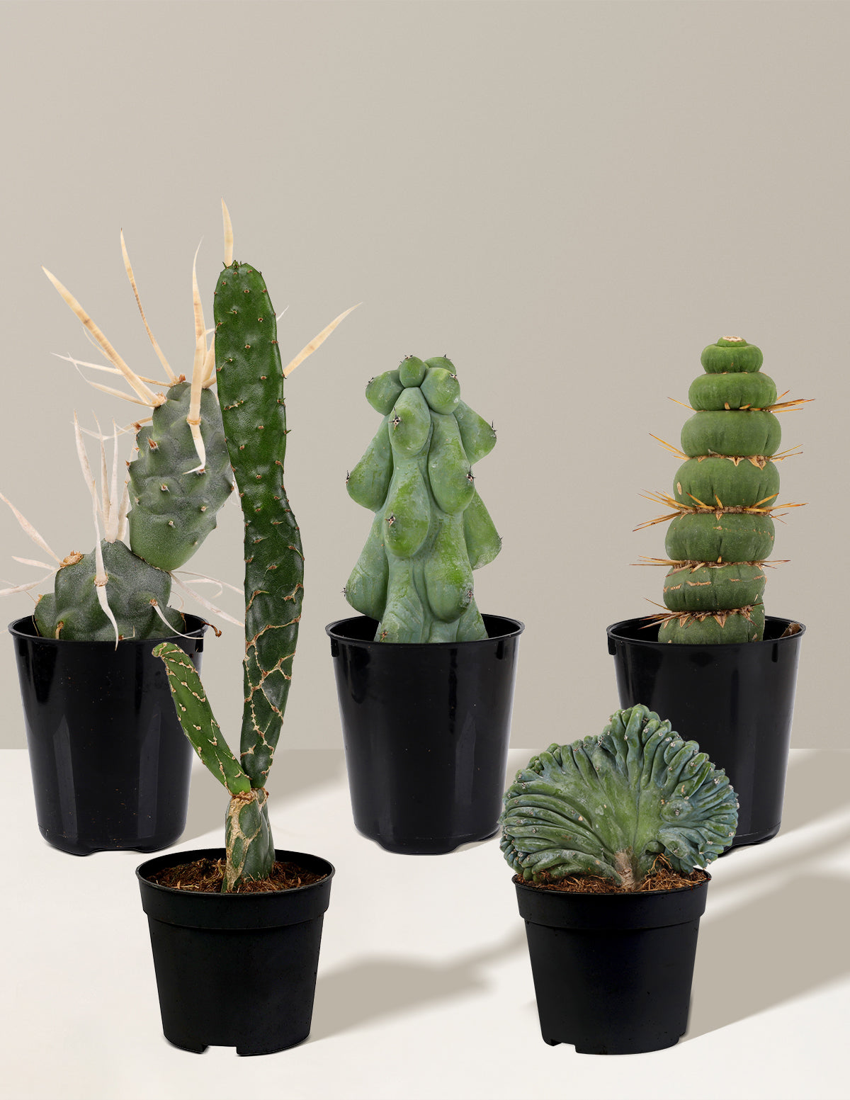 Mini Rare Cactus Bundle | The Sill