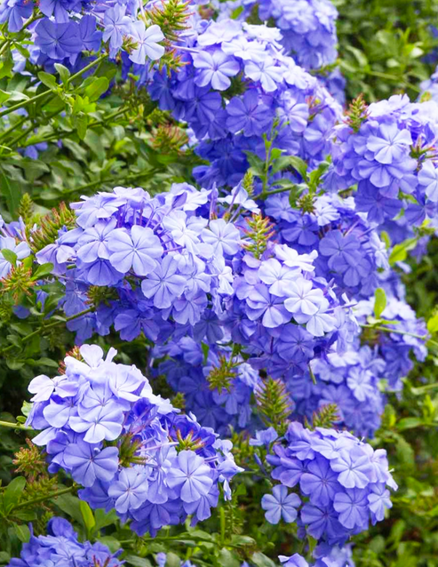 Royal Cape® Plumbago | The Sill