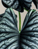 Alocasia Silver Nebula | Unique Rare Houseplants for Delivery | The Sill