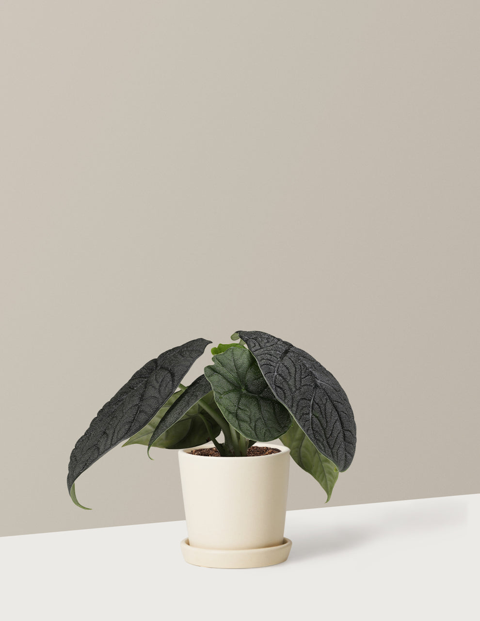 Alocasia Melo | Unique Rare Houseplants for Delivery | The Sill