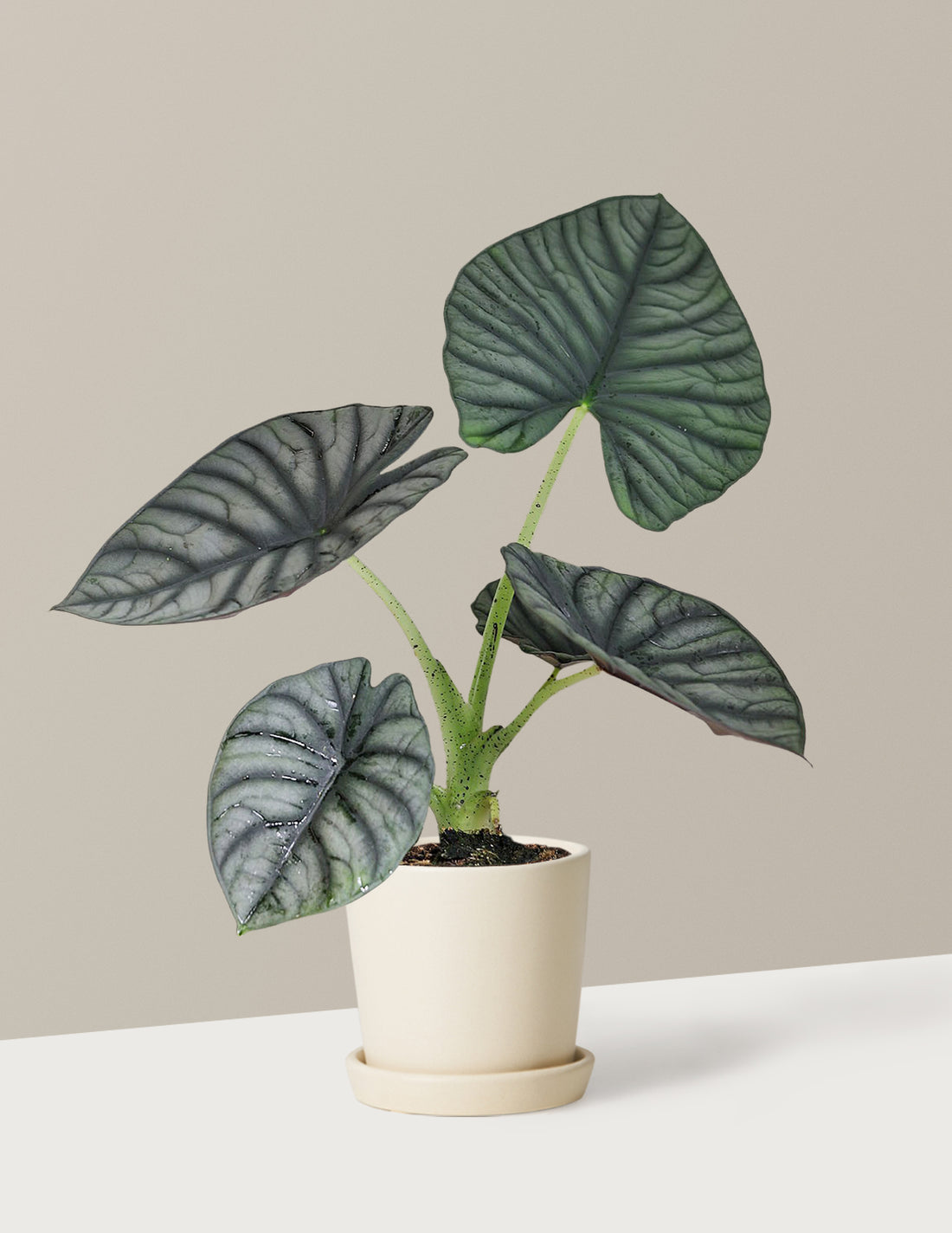 Alocasia Silver Nebula | Unique Rare Houseplants for Delivery | The Sill