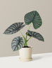 Alocasia Silver Nebula | Unique Rare Houseplants for Delivery | The Sill