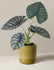 Alocasia Silver Nebula | Unique Rare Houseplants for Delivery | The Sill