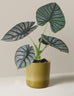 Alocasia Silver Nebula | Unique Rare Houseplants for Delivery | The Sill