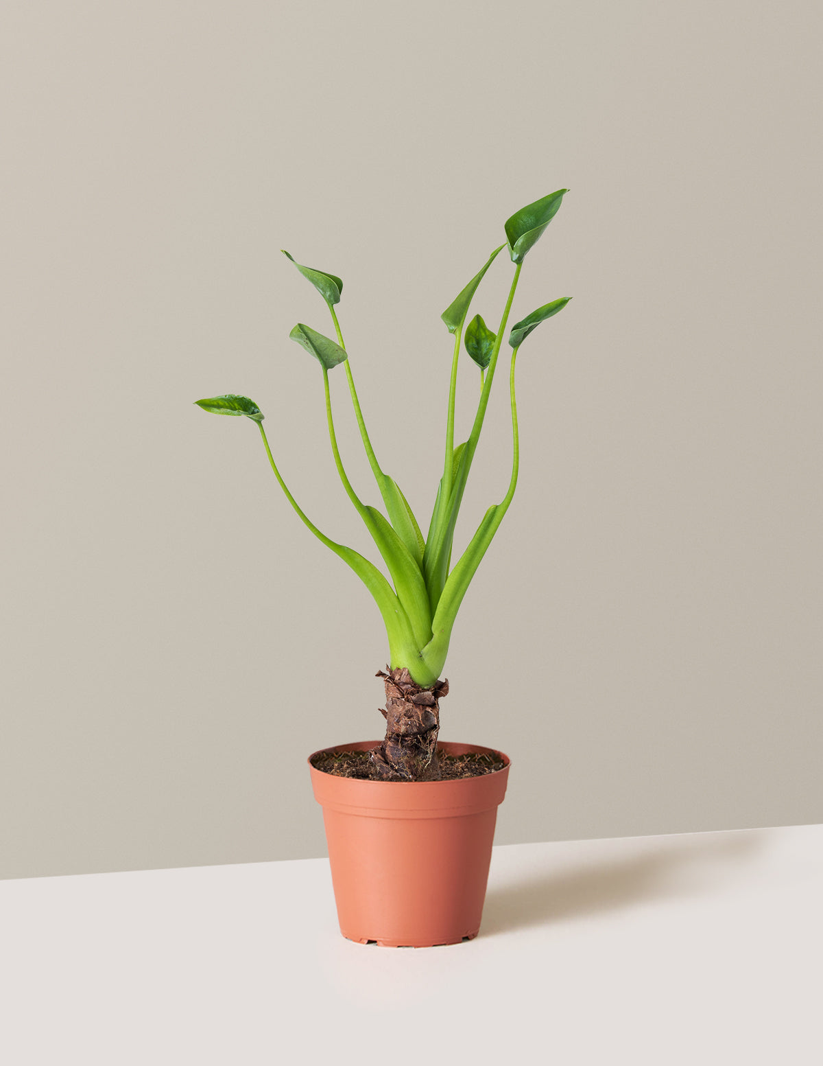 Alocasia Tiny Dancer | The Sill