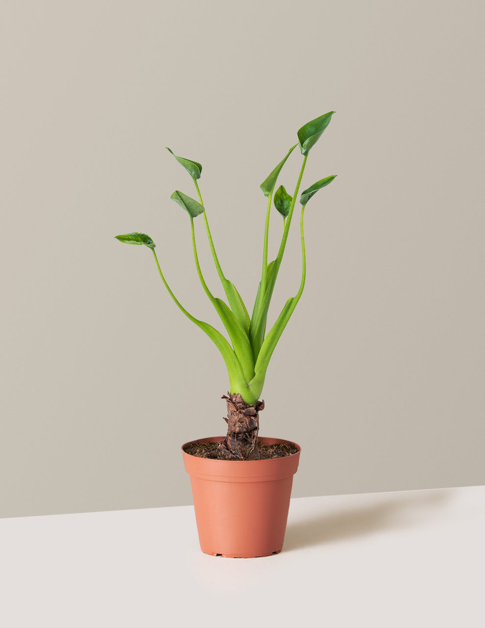 Alocasia Tiny Dancer | The Sill