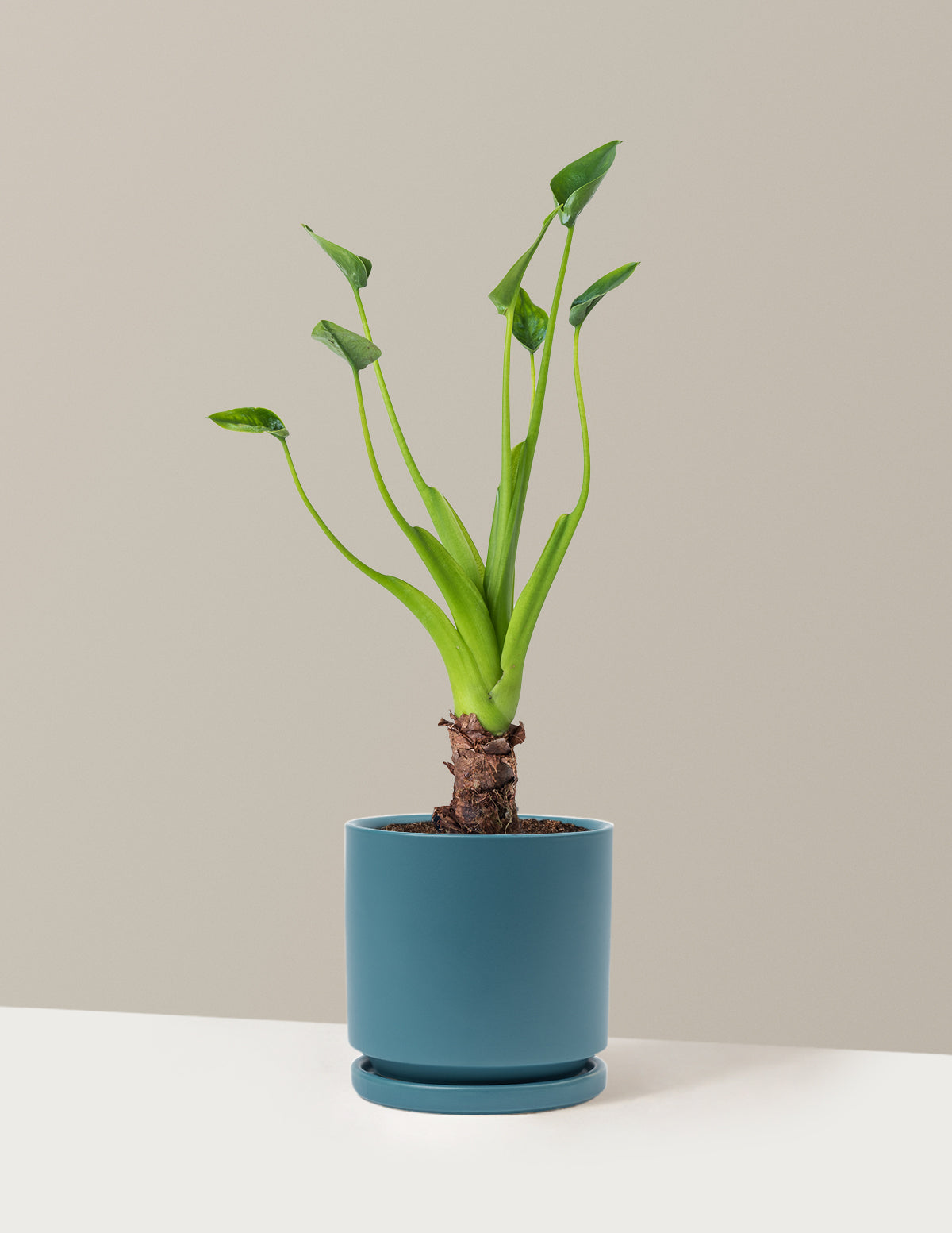 Alocasia Tiny Dancer | The Sill