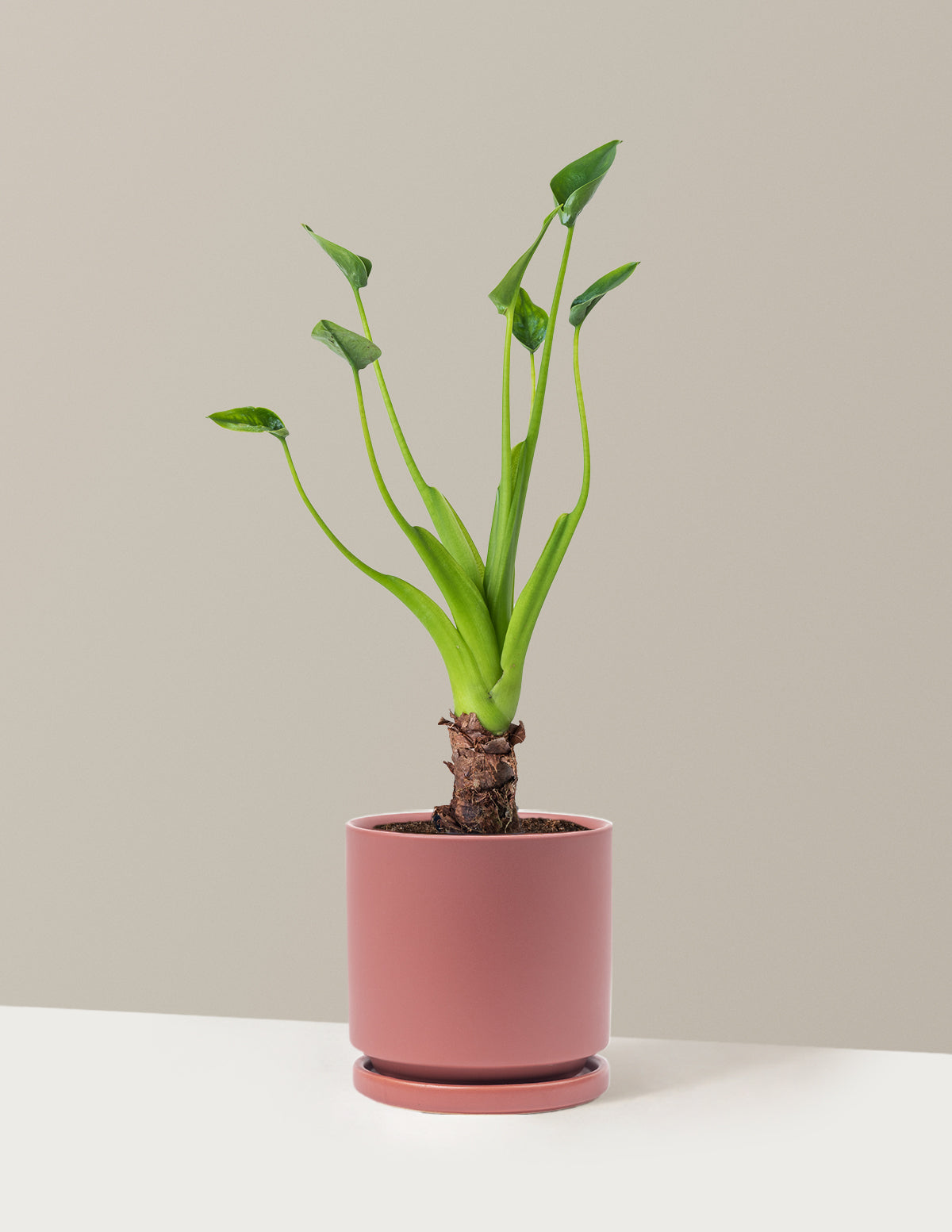 Alocasia Tiny Dancer | The Sill