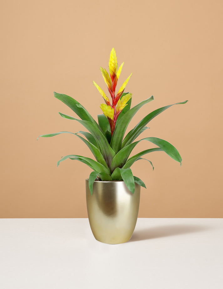 Bromeliad Vriesea Evita Yellow | Flowering Houseplants for Delivery ...