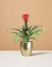 Bromeliad Guzmania Hope Red | Indoor Flowering House Plant Gifts | The Sill