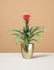 Bromeliad Guzmania Hope Red | Indoor Flowering House Plant Gifts | The Sill
