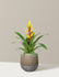 Bromeliad Vriesea Evita Yellow | Flowering Houseplants for Delivery ...