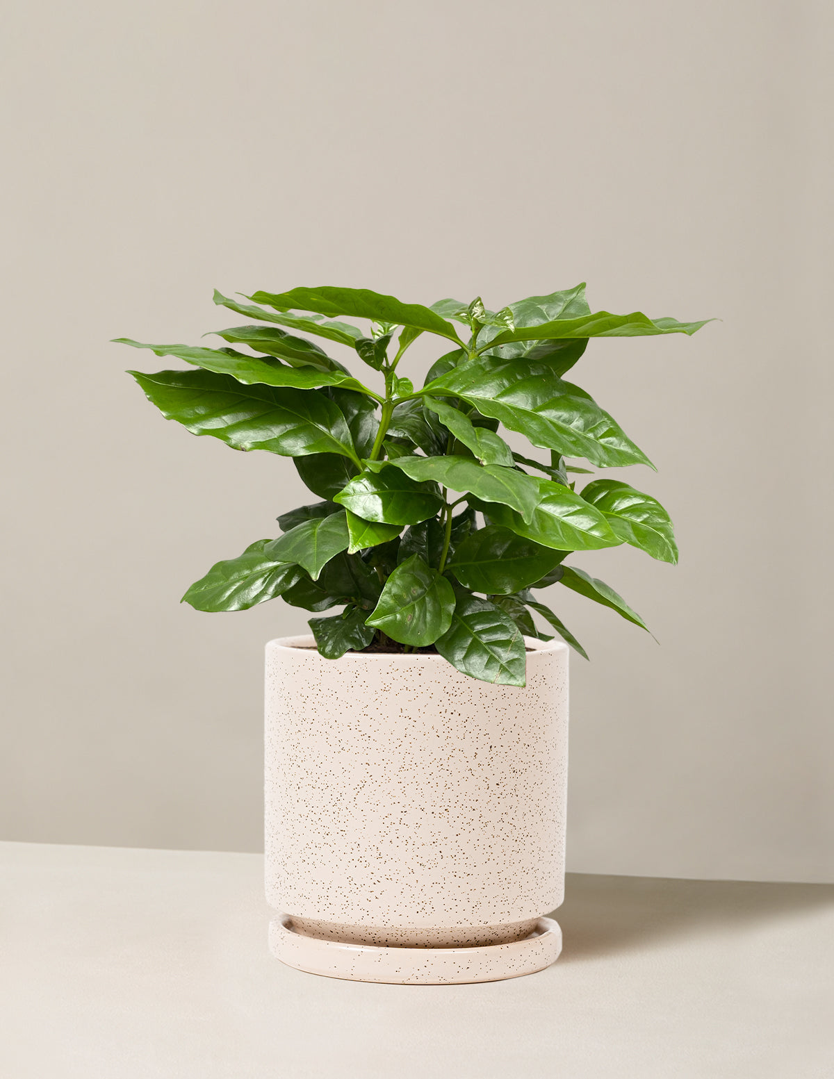 Coffee Plant | Indoor Houseplants for Delivery | The Sill