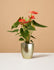 Coral Anthurium (Anthurium Andraeanum) | Houseplants for Delivery | The ...