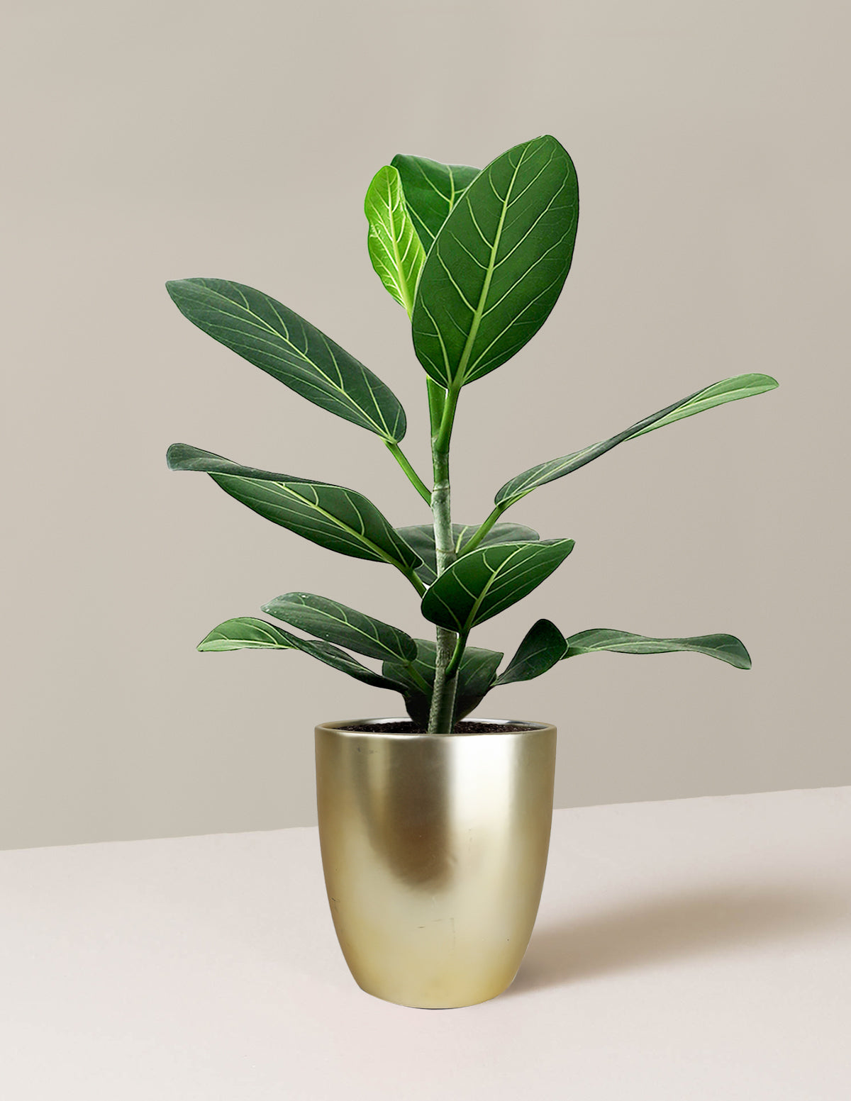 Large Ficus Audrey Tree | Indoor Plants and Houseplants for Delivery ...