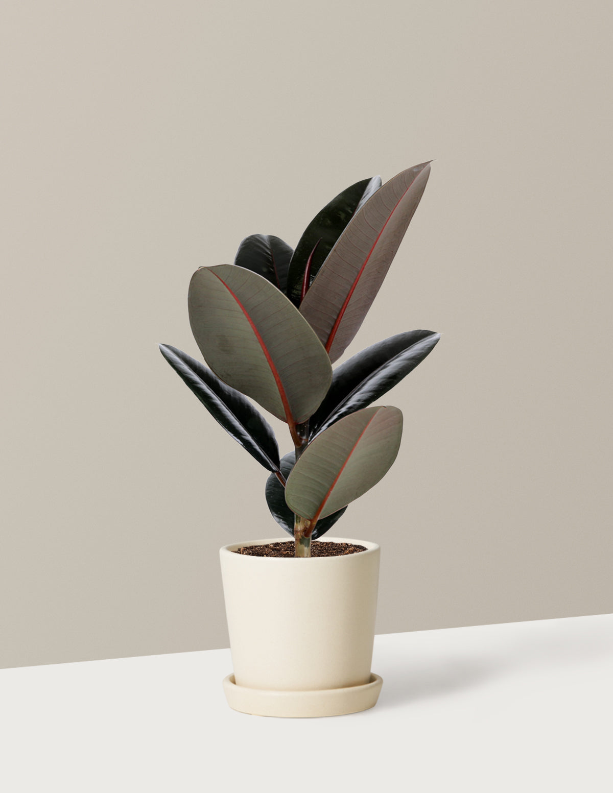 Large Rubber Tree | Indoor Plants and Houseplants for Delivery | The Sill