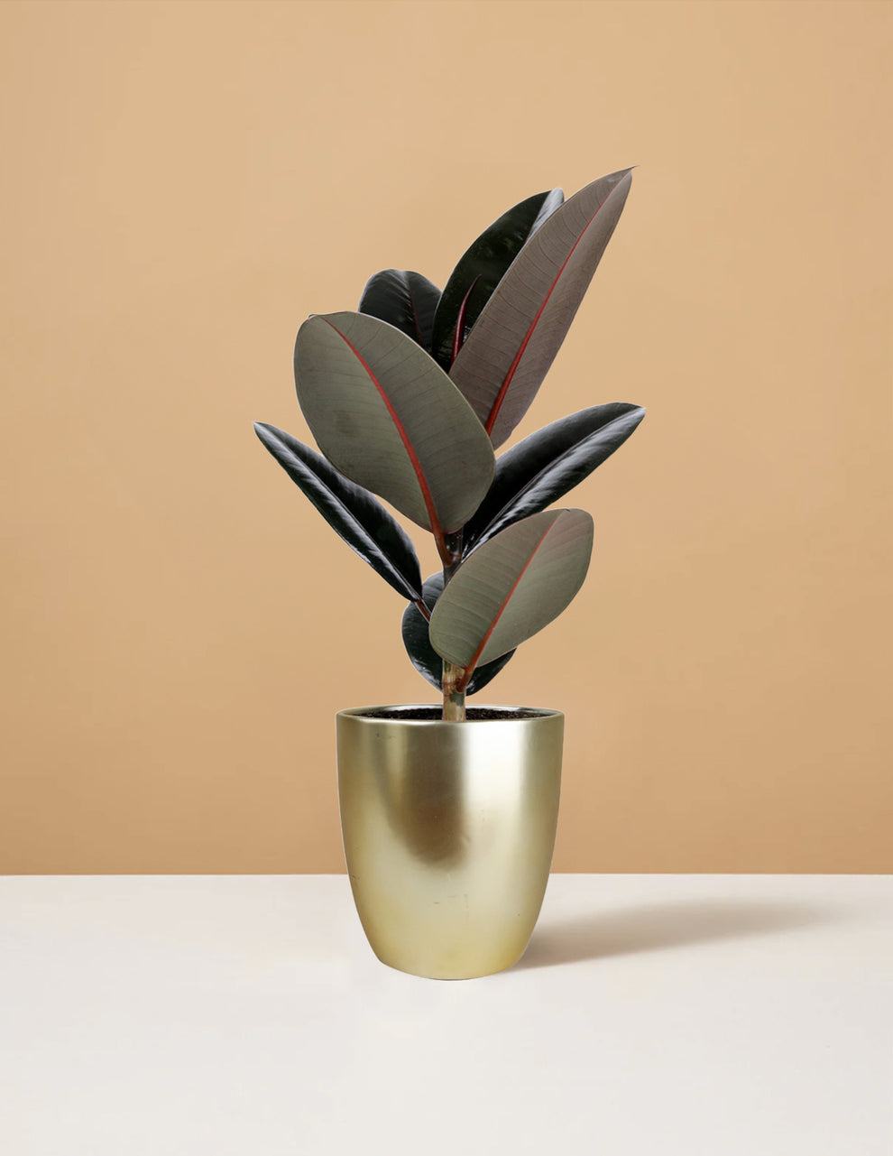 Large Rubber Tree | Indoor Plants and Houseplants for Delivery | The Sill