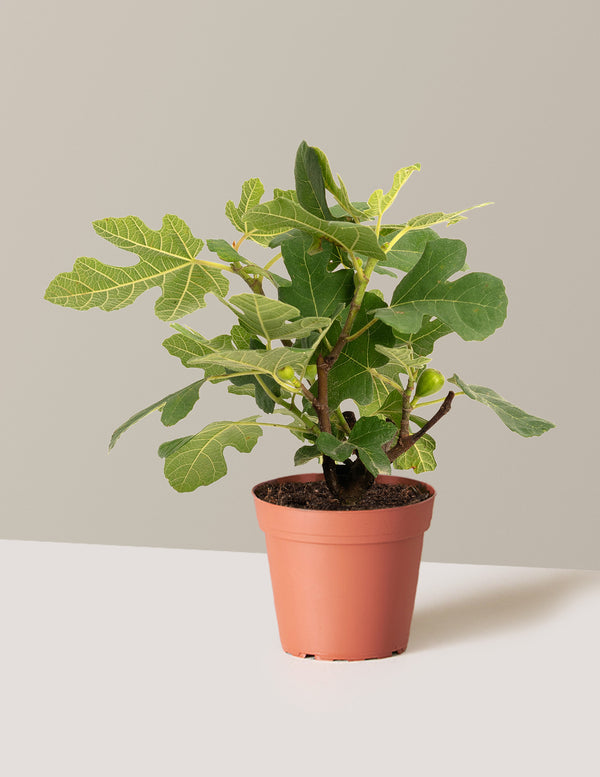 Fignominal Fig | The Sill