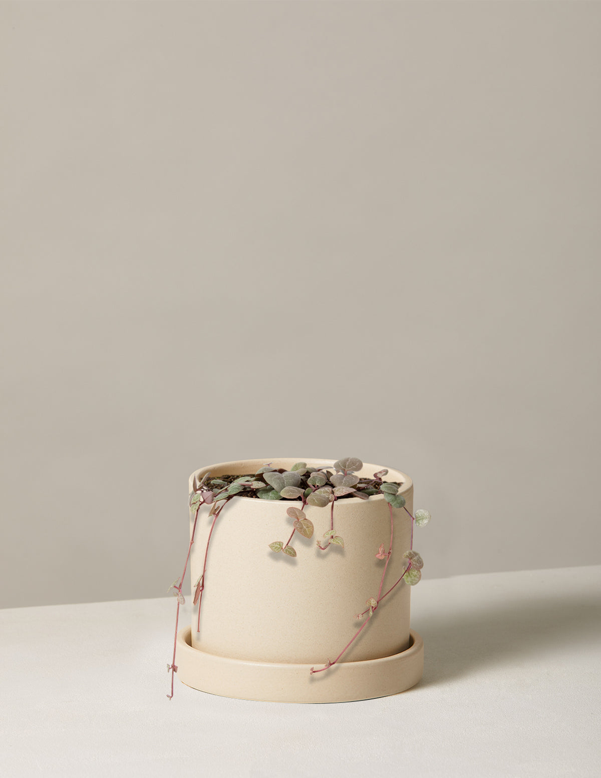 String of Hearts | Houseplants Safe for Pets Delivery | The Sill