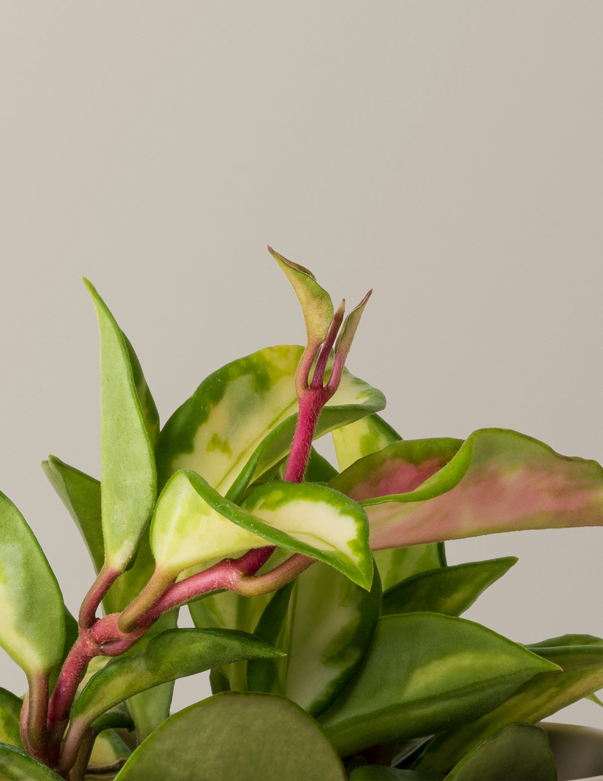 Hoya Carnosa Tricolor | Unique, rare, vining houseplants for delivery ...