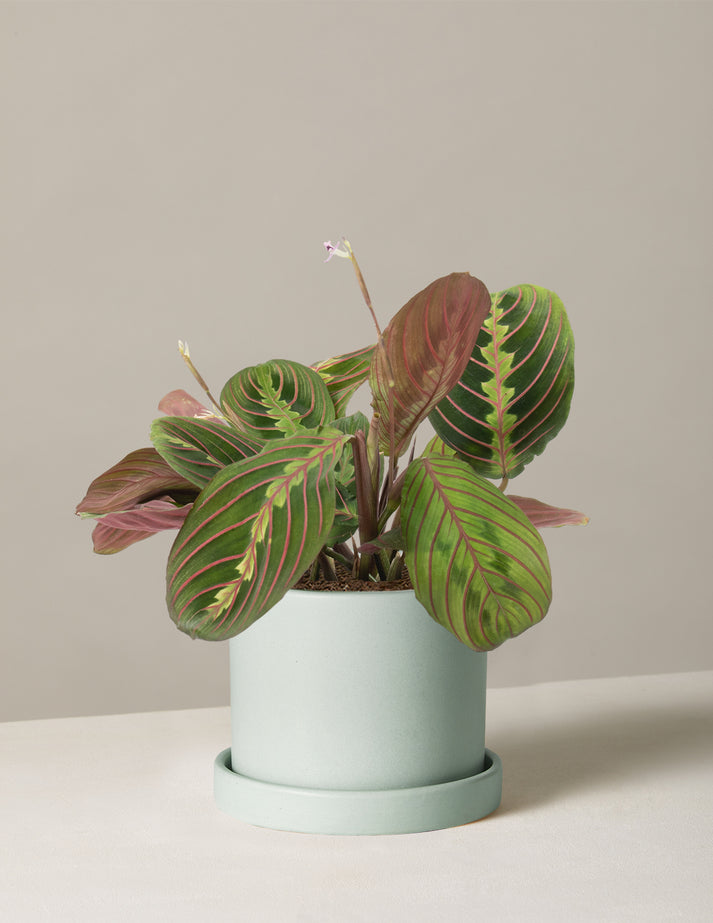 Maranta Red Prayer Plant | Houseplants Safe for Pets Delivery | The Sill