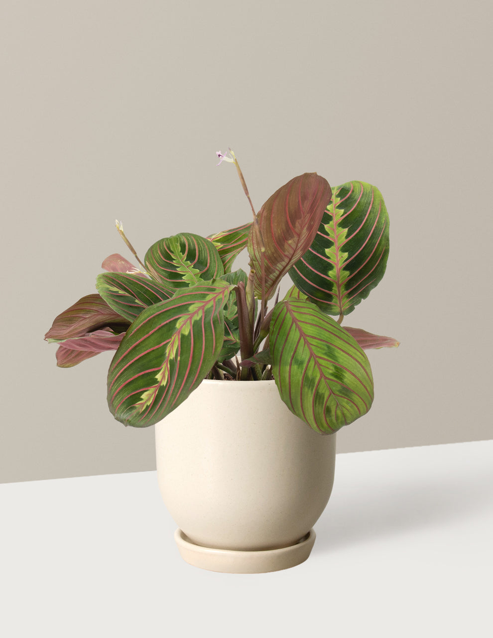 Maranta Red Prayer Plant | Houseplants Safe for Pets Delivery | The Sill