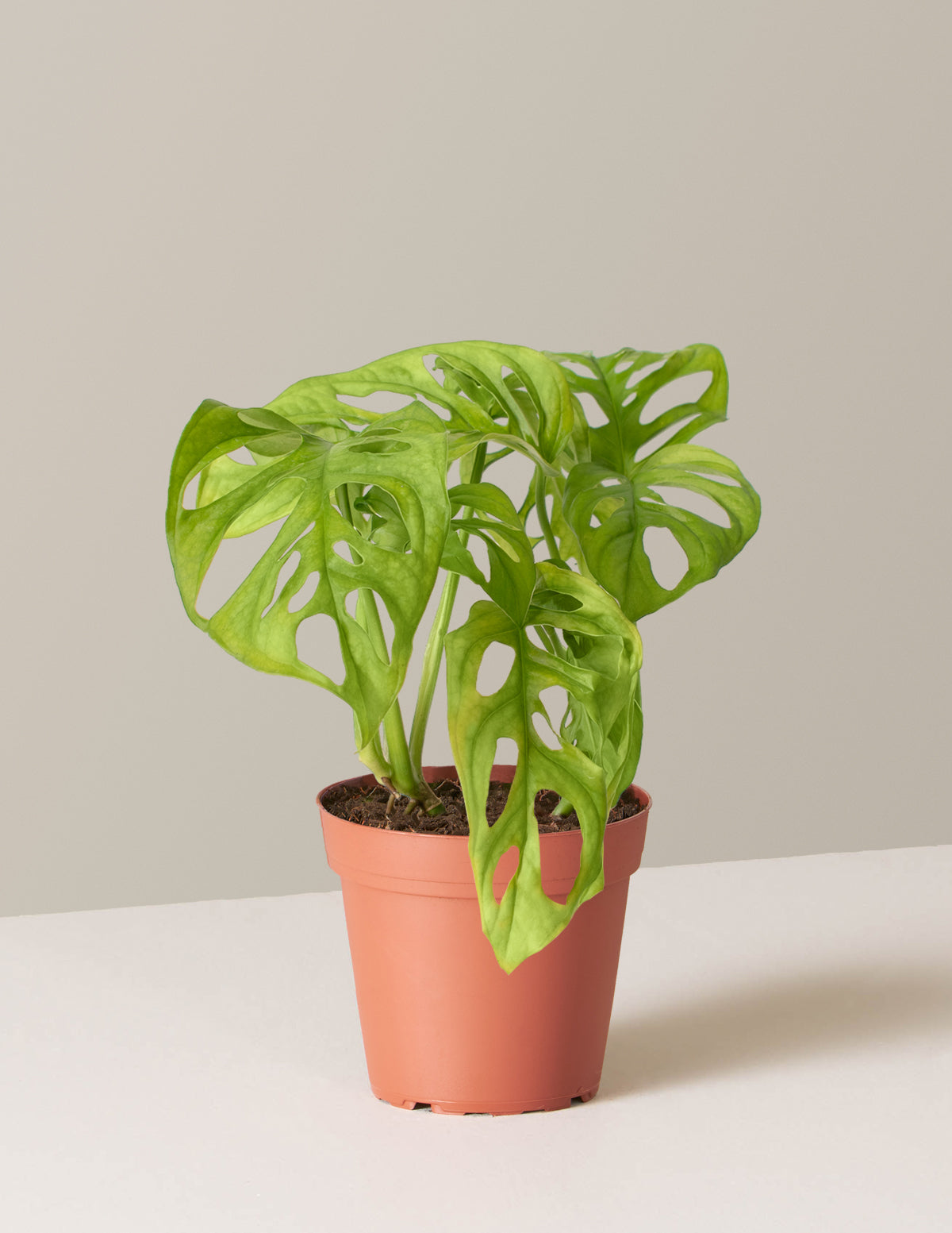 Monstera Adansonii | Tropical Indoor Plants & Houseplants | The Sill