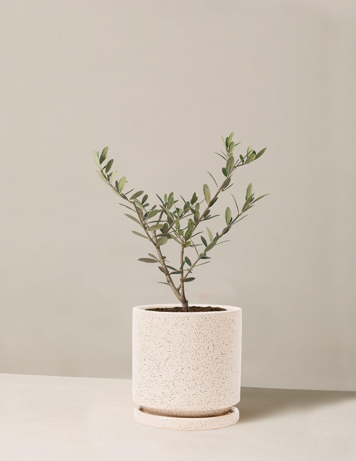 Olive Tree (Olea Europaea) Indoor Houseplant | Unique Plants for ...