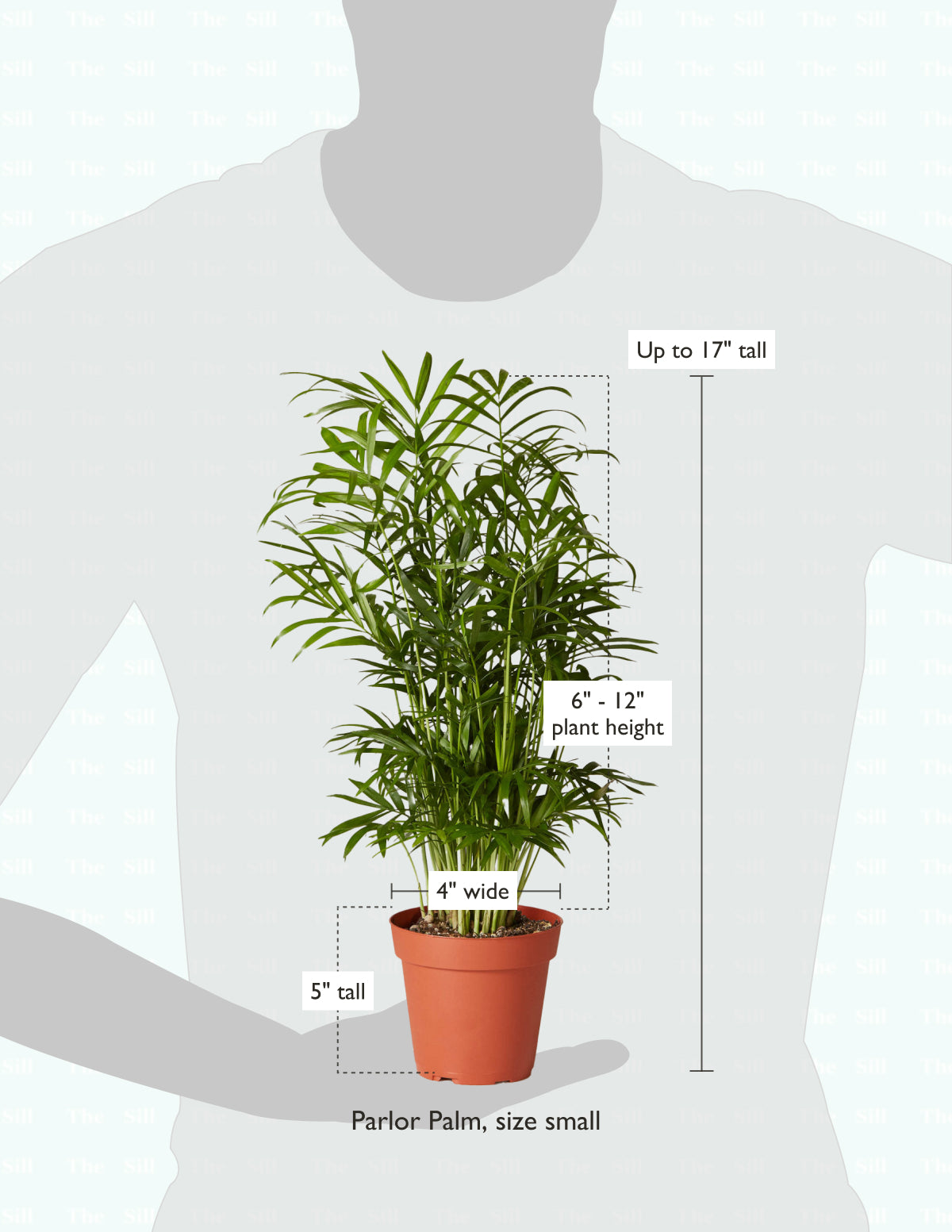 Parlor Palm | Tropical Indoor Plants & Houseplants Delivery | The Sill