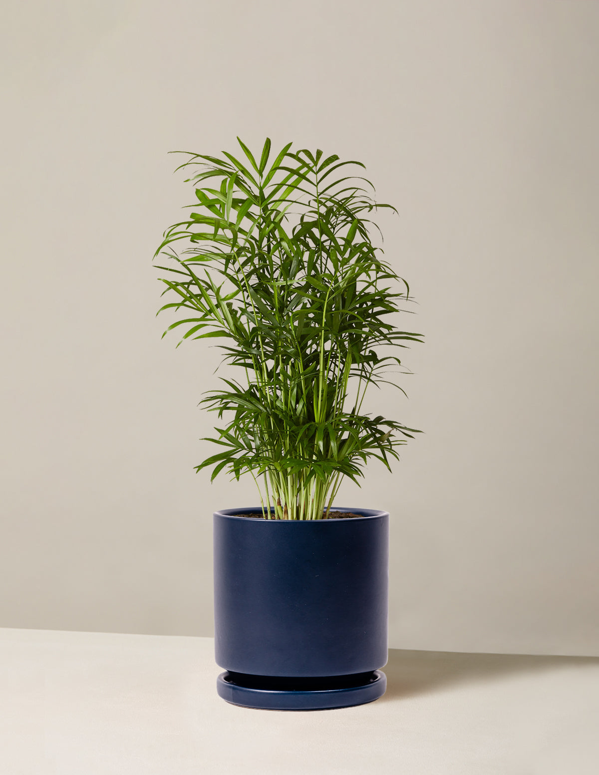 Parlor Palm | Tropical Indoor Plants & Houseplants Delivery | The Sill