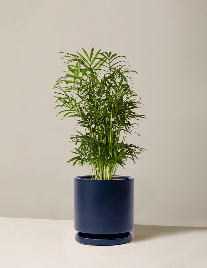 Parlor Palm | Tropical Indoor Plants & Houseplants Delivery | The Sill