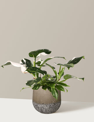 Philodendron White Wizard | Houseplants for Delivery | The Sill