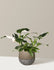 Philodendron White Wizard | Houseplants for Delivery | The Sill