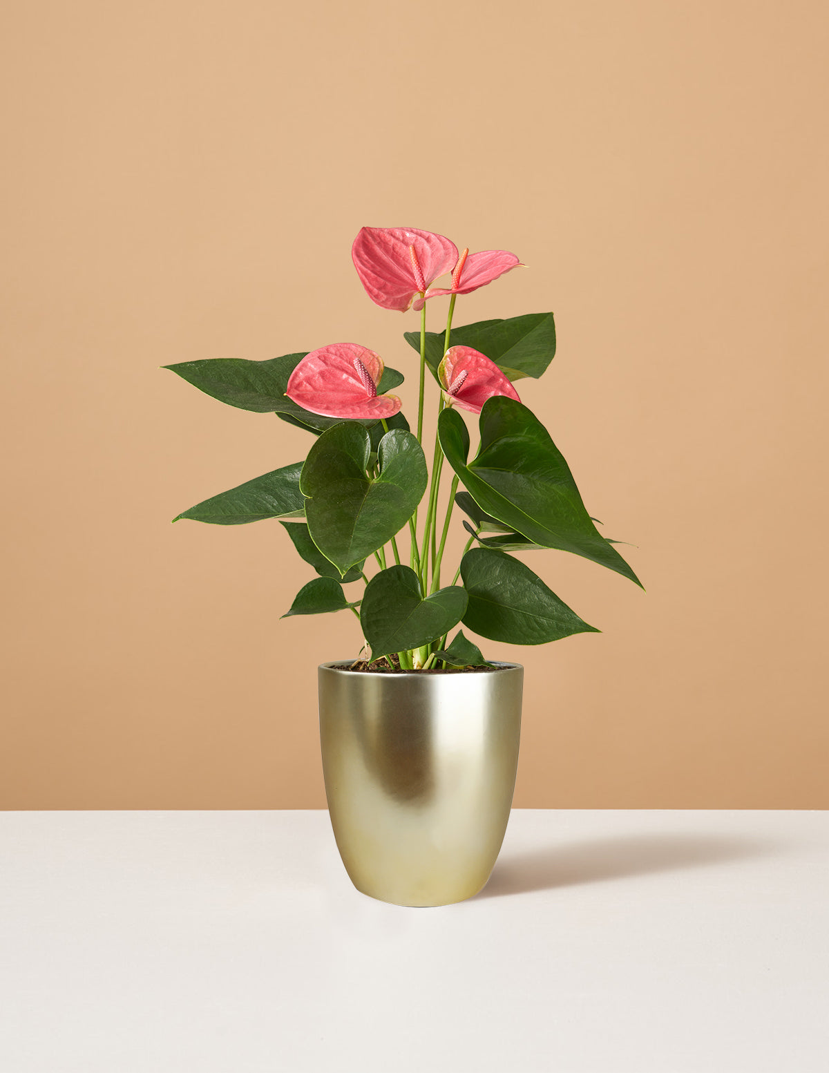 Pink Anthurium | World’s Longest Blooming Houseplant | The Sill