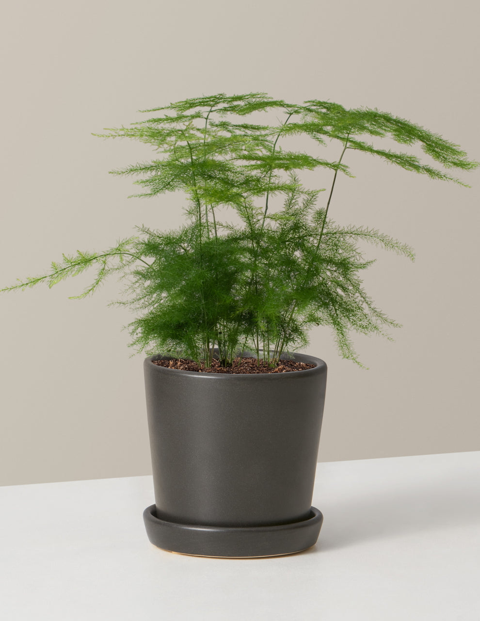 Plumosa Fern Plant | Unique Houseplants for Delivery | The Sill