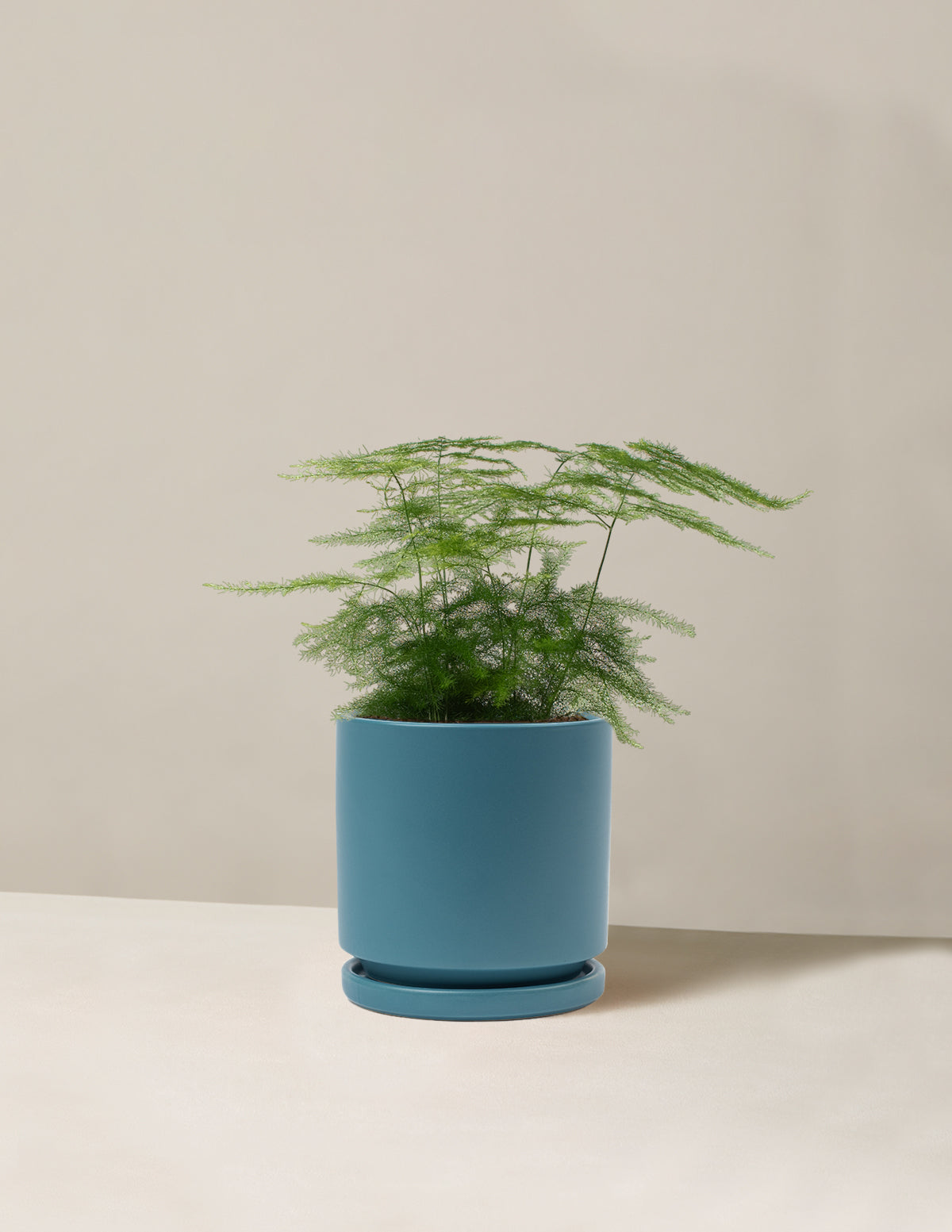 Plumosa Fern Plant | Unique Houseplants for Delivery | The Sill