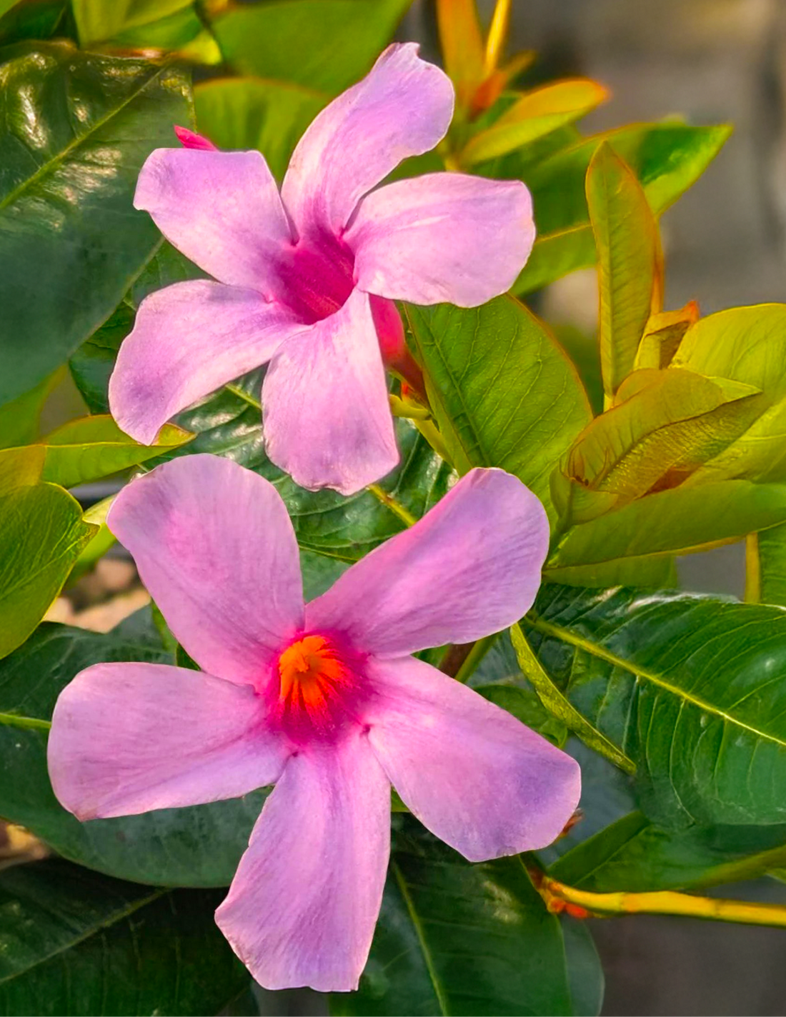 Sun Parasol® Original XP Bluephoria™ Mandevilla | The Sill